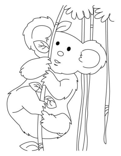 Koala Coloring Pages | 100 Pictures Free Printable