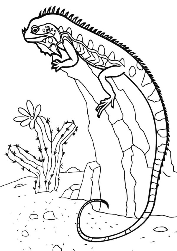 Lizard Coloring Pages | 100 Pictures Free Printable