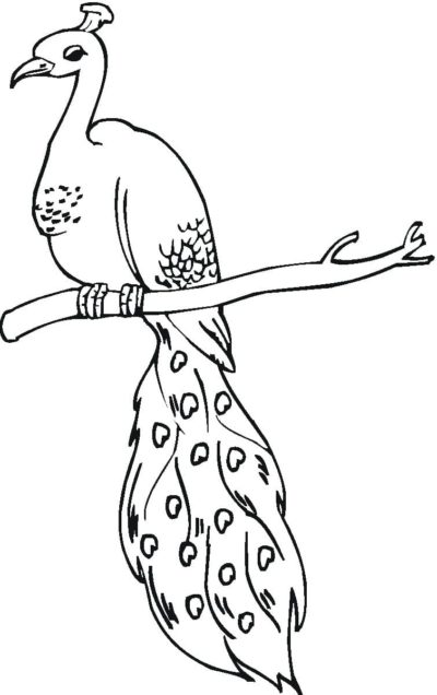 Ausmalbilder Pfau | Kostenlos Malvorlagen zum Ausdrucken