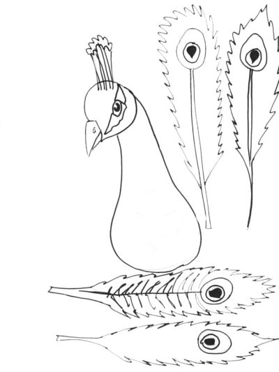 Disegni di Pavone da Colorare