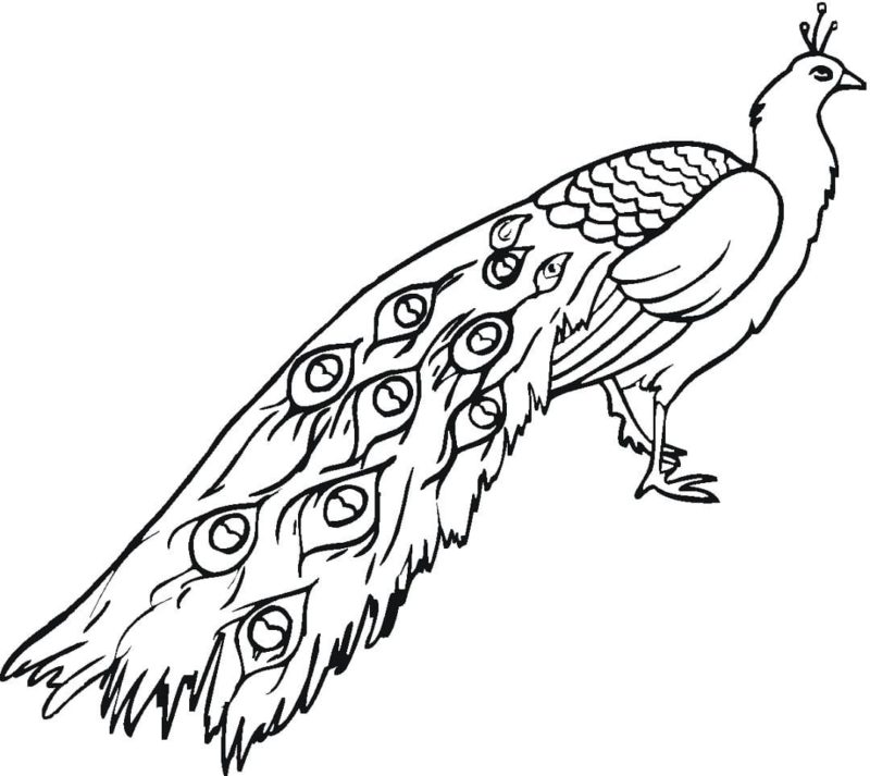 Dibujos de Pavo Real para Colorear