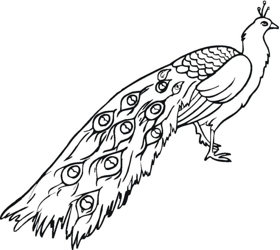 Ausmalbilder Pfau | Kostenlos Malvorlagen zum Ausdrucken