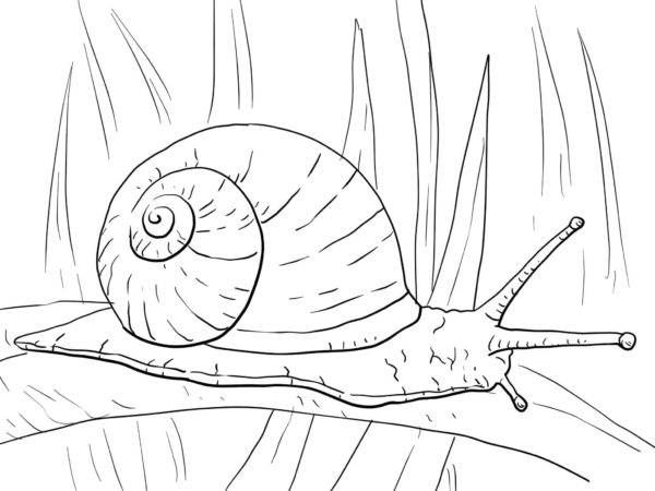 Coloriage Escargot à imprimer