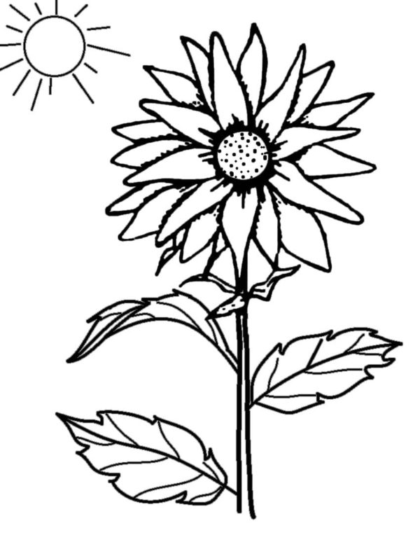 Coloriage Tournesol gratuits à imprimer