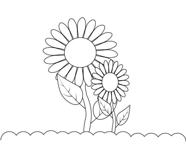 Coloriage Tournesol gratuits à imprimer