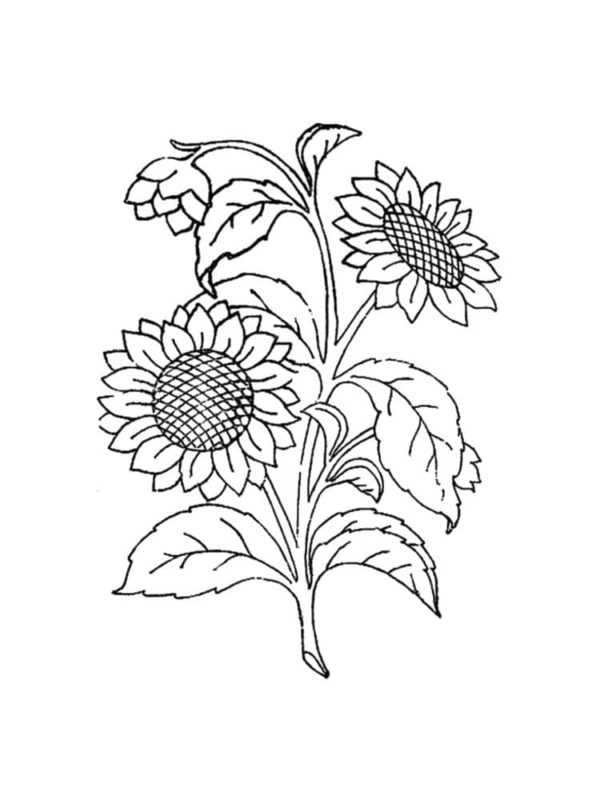 Coloriage Tournesol gratuits à imprimer
