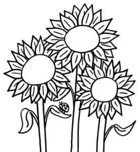 Coloriage Tournesol gratuits à imprimer
