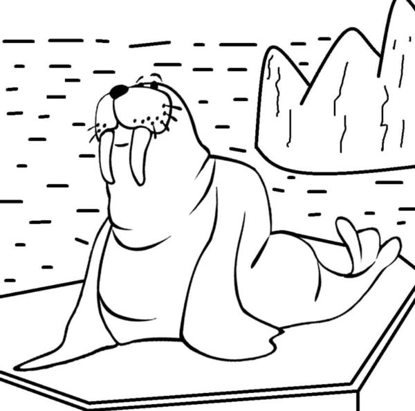 Desenhos de Morsa para Colorir