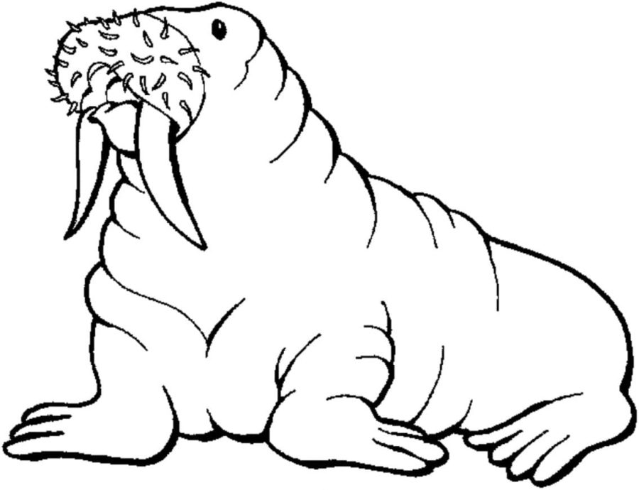 Dibujos de Morsa para Colorear