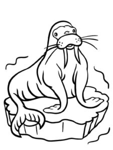 Dibujos de Morsa para Colorear