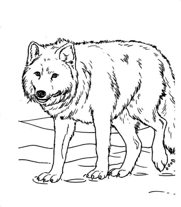 Wild Animals Coloring Pages | 70 images Free Printable