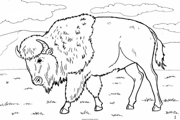 Coloriage Animaux Sauvages - 70 images à imprimer gratuitement