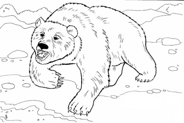 Coloriage Animaux Sauvages - 70 images à imprimer gratuitement