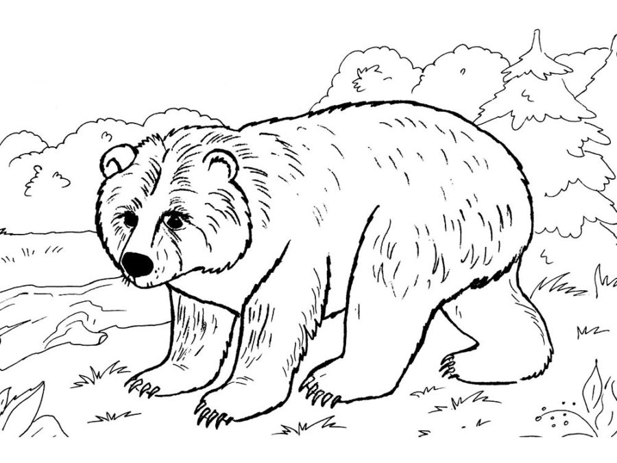 Coloriage Animaux Sauvages - 70 images à imprimer gratuitement