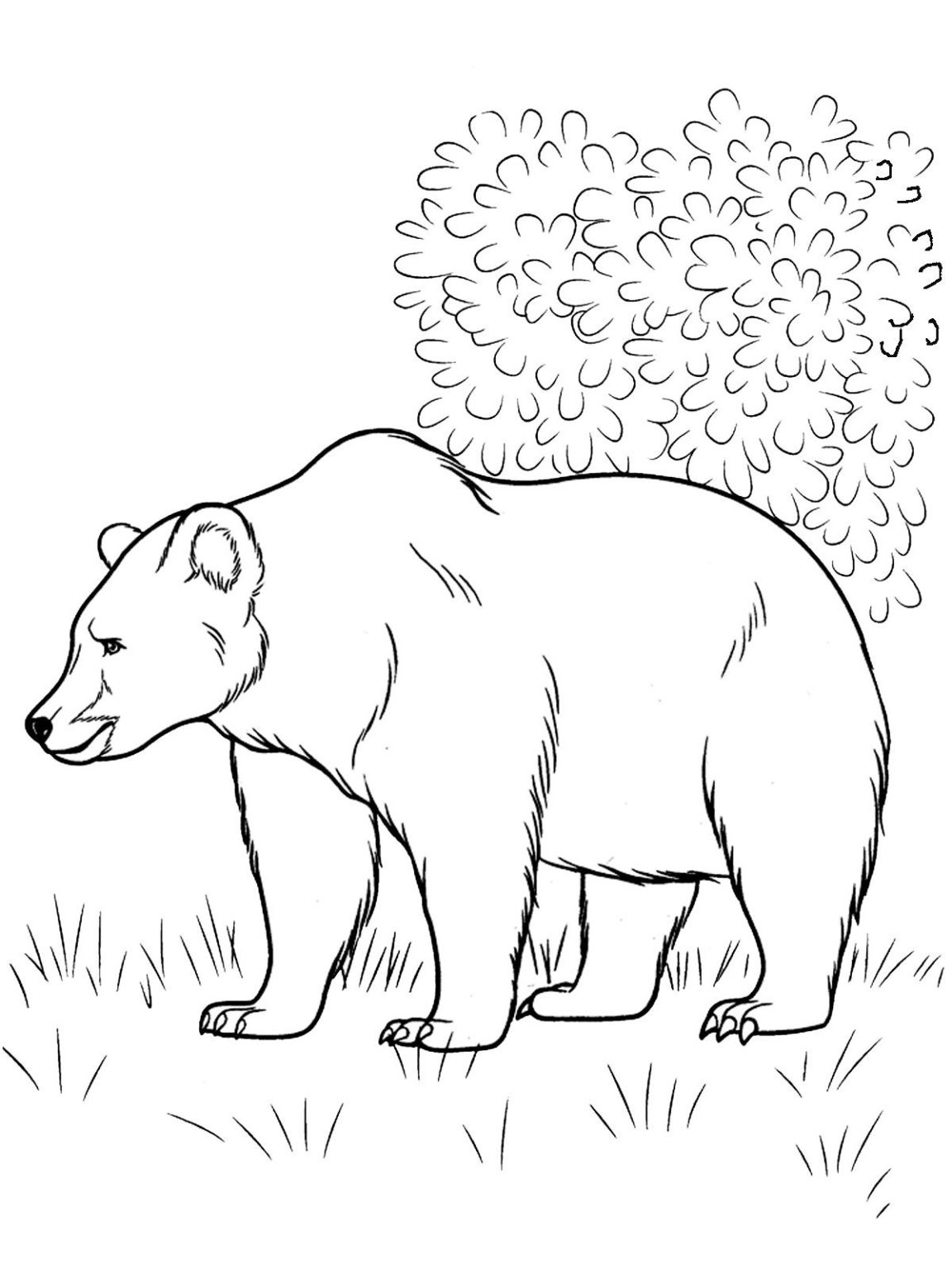 Coloriage Animaux Sauvages - 70 images à imprimer gratuitement