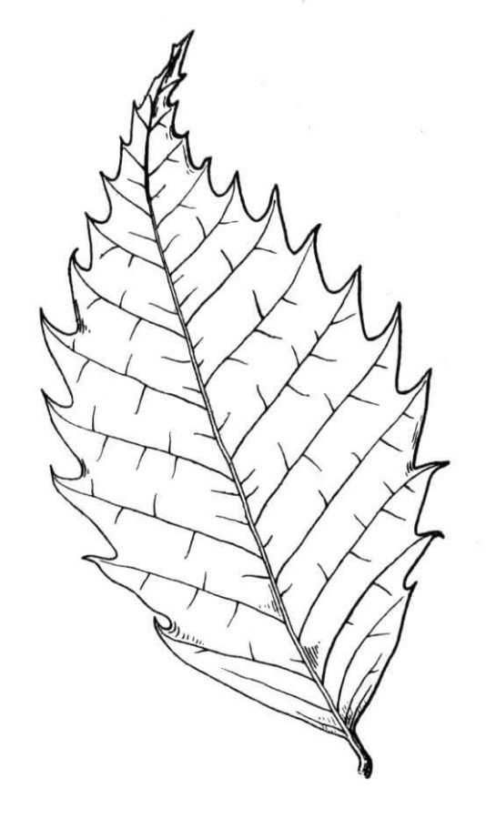 Coloriage Feuilles à imprimer